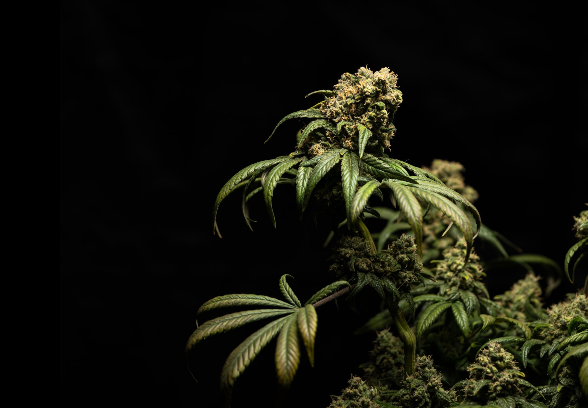 L entrep t Du Chanvrier Grossiste CBD MCP N CSA 100 Fran ais L entrep t Du Chanvrier Grossiste CBD MCP N CSA 100 Fran ais